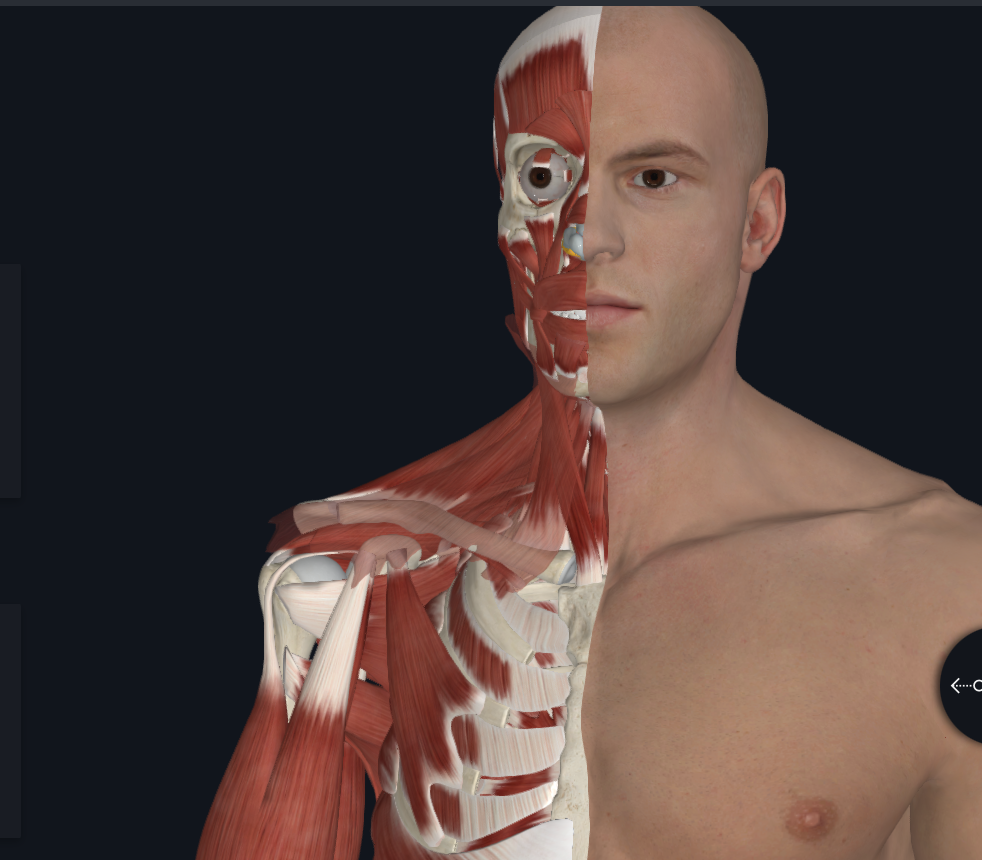 Training Complete Anatomy voor ambassadeurs en docenten - iXperium